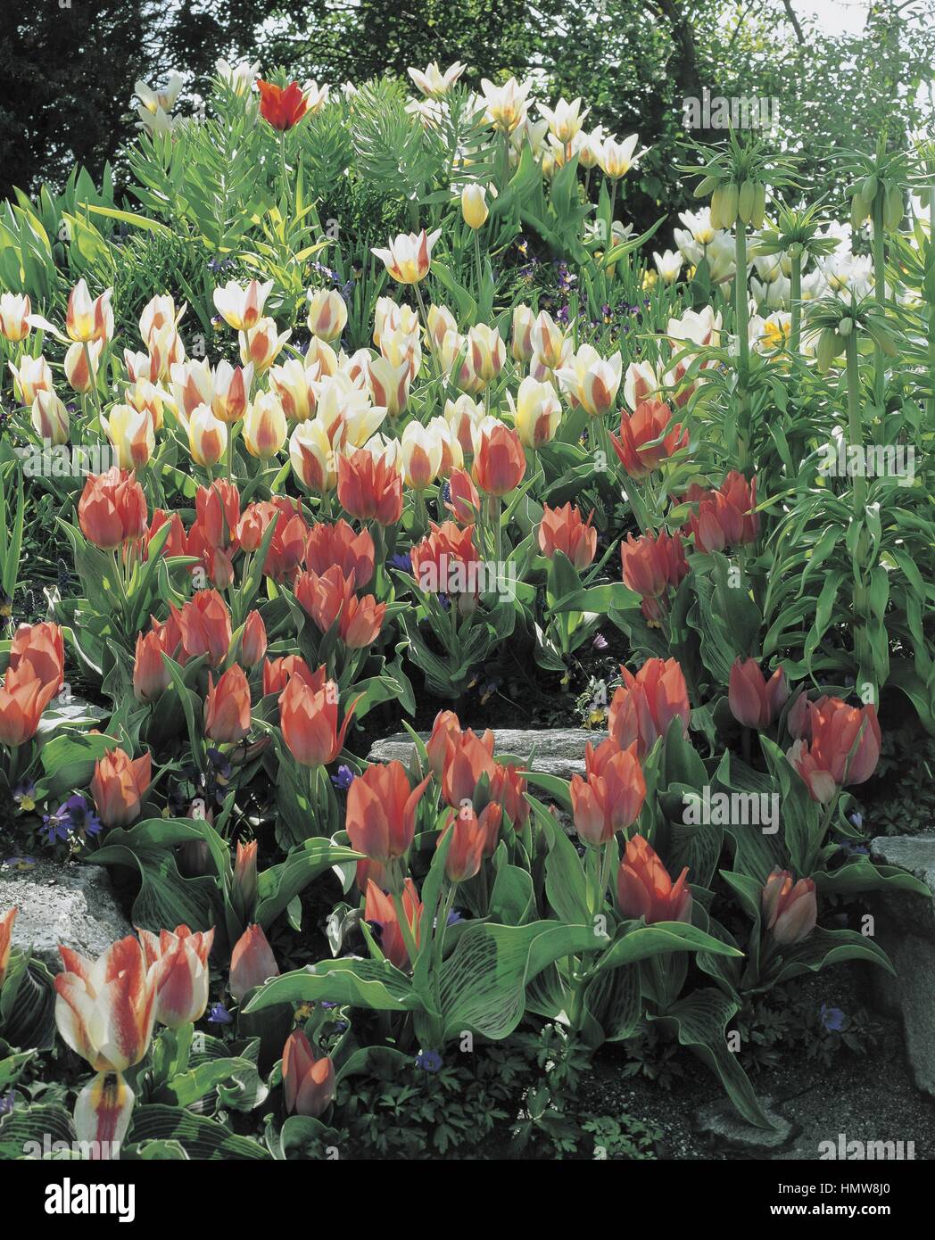 Liliaceae chappaqua hi-res stock photography and images - Alamy