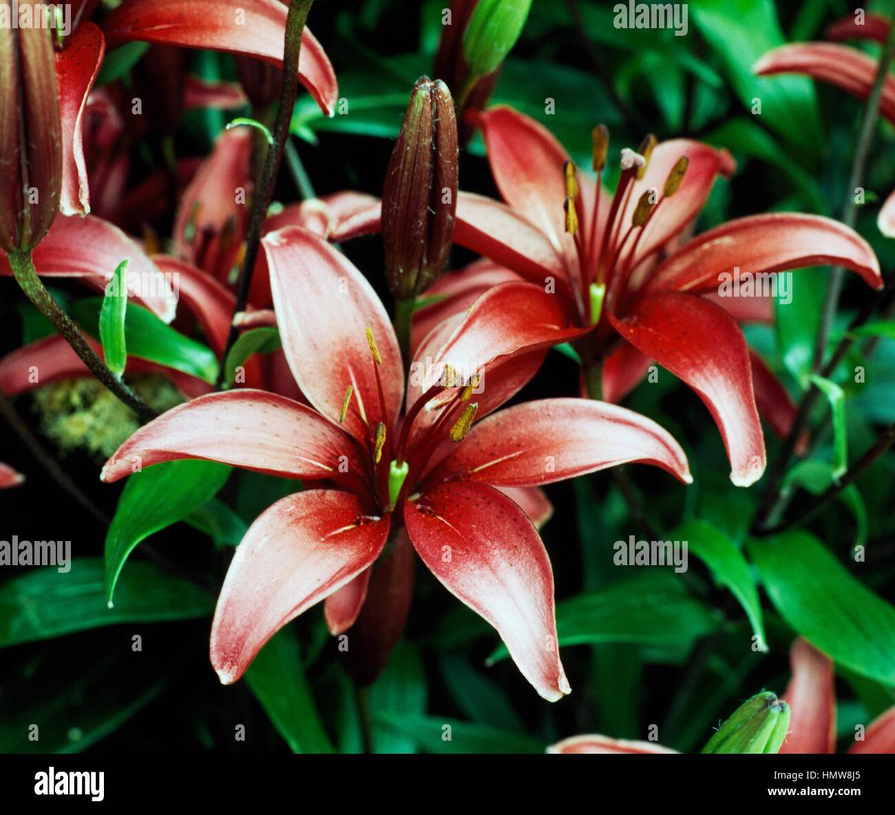 Lily (Lilium sp), Liliaceae Stock Photo - Alamy