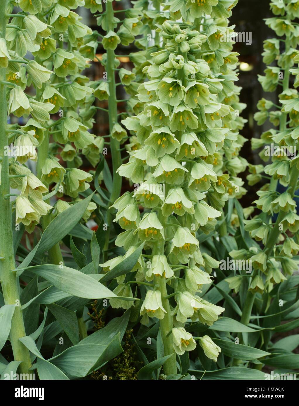 Persian lily (Fritillaria persica), Liliaceae Stock Photo - Alamy