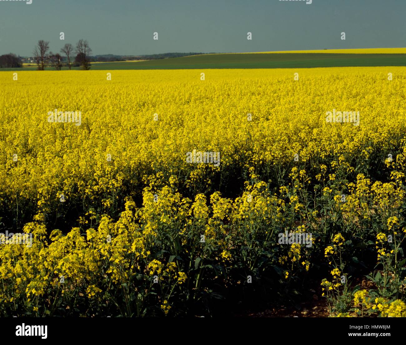 Rapeseed crops (Brassica napus), Brassicaceae, Champagne, France Stock ...