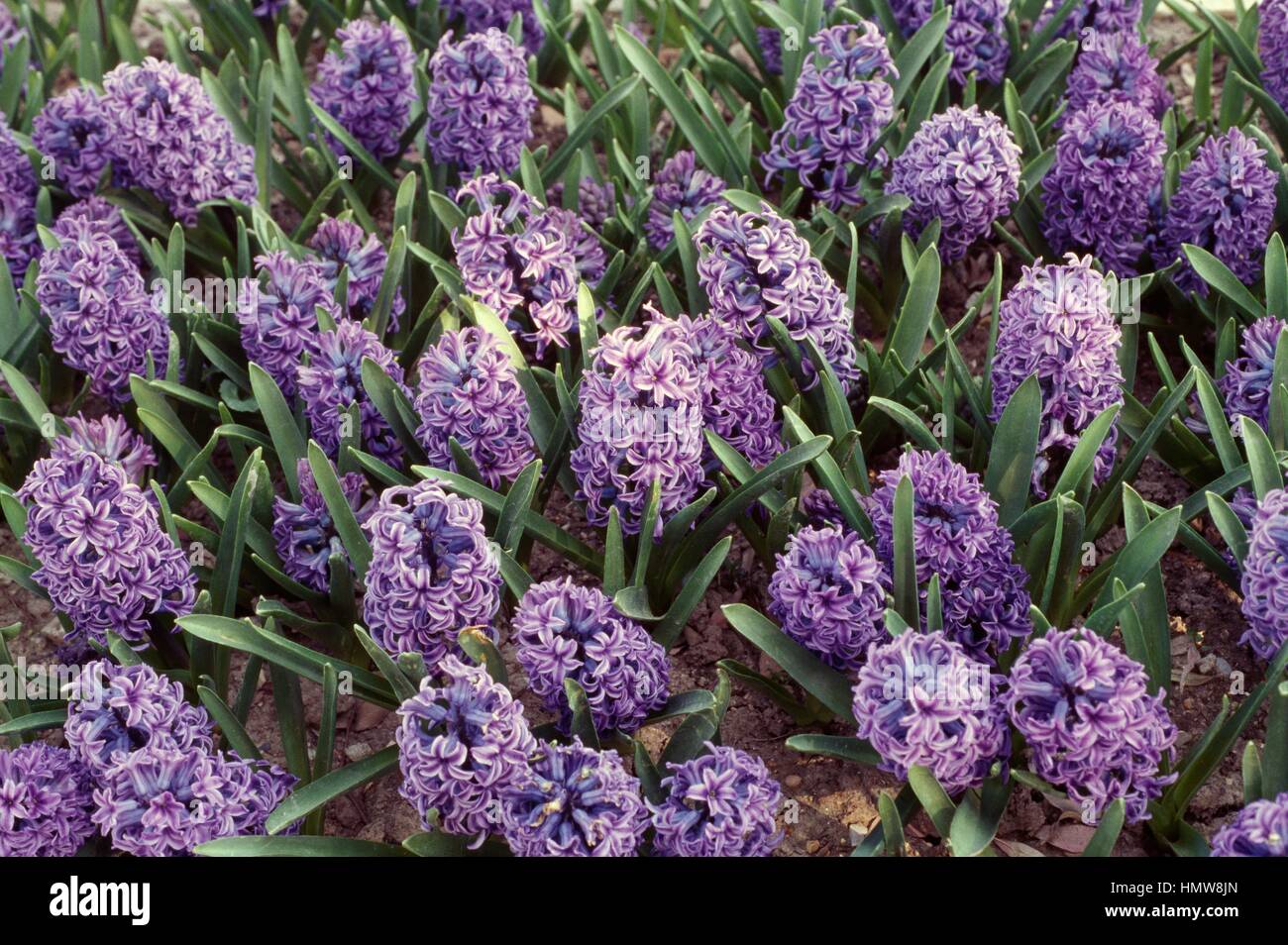 Hyacinth (Hyacinthus orientalis Lord Balfour), Hyacinthaceae Stock ...