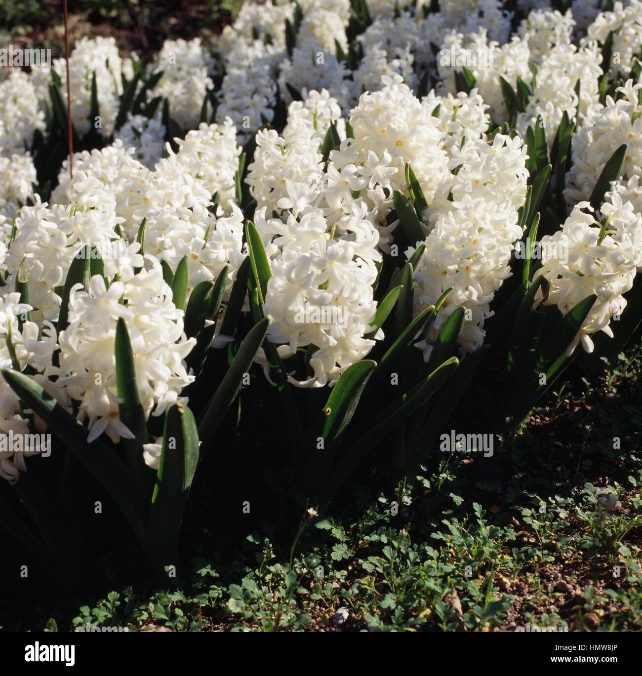 Carnegie hyacinth hi-res stock photography and images - Alamy