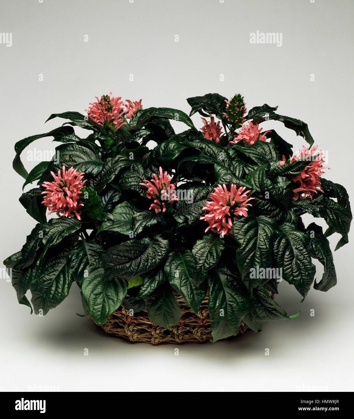 Brazilian plume flower, flamingo flower (Jacobinia carnea o Justicia ...