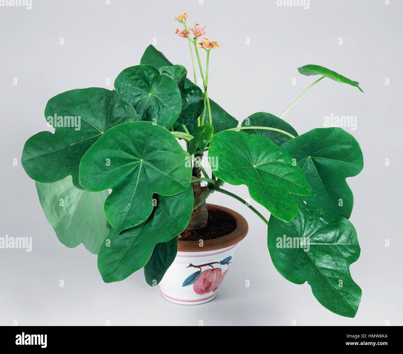 Bhudda belly plant hi-res stock photography and images - Alamy