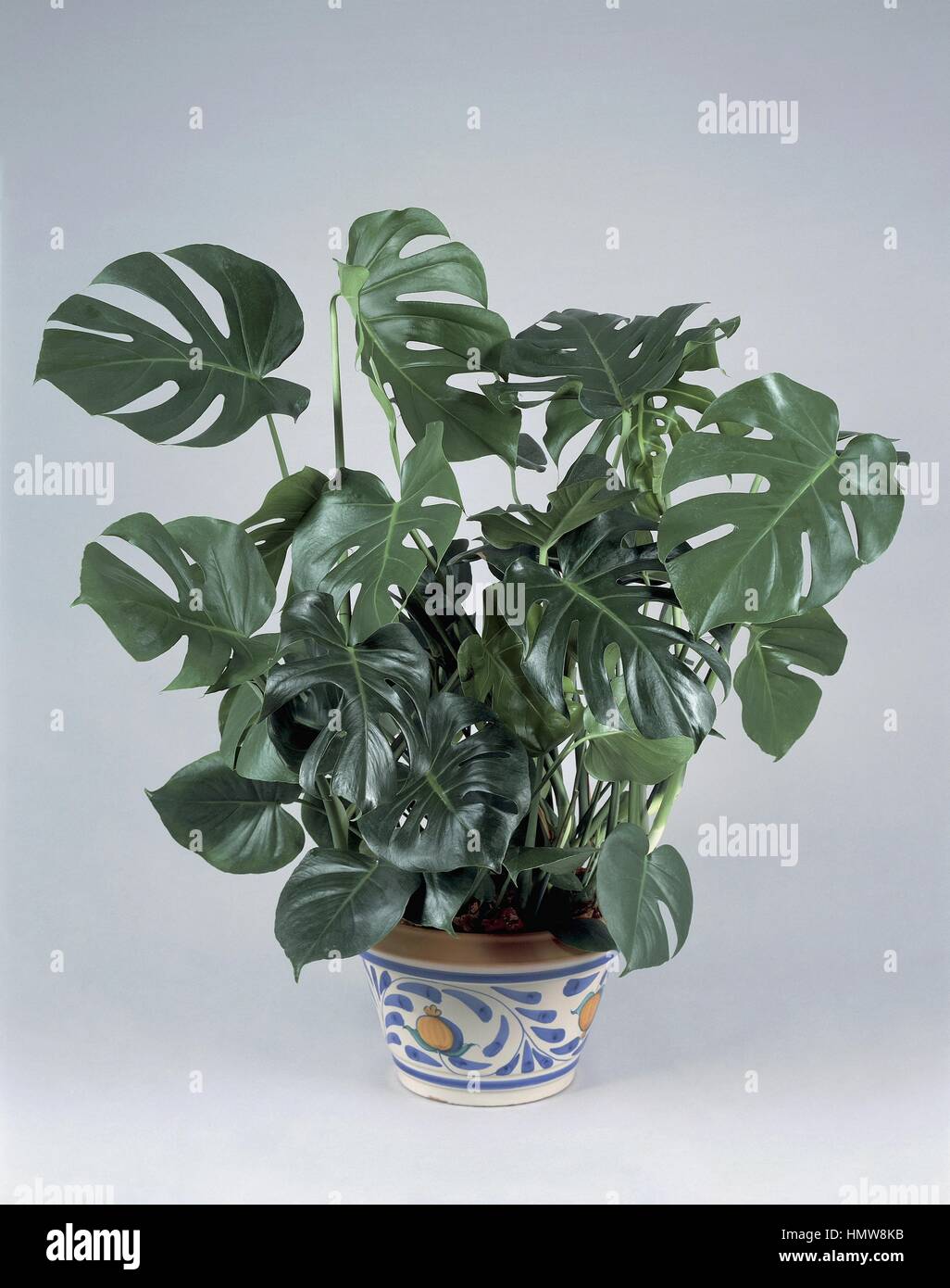 Houseplants - Araceae. Tarovine (Monstera deliciosa Stock Photo - Alamy