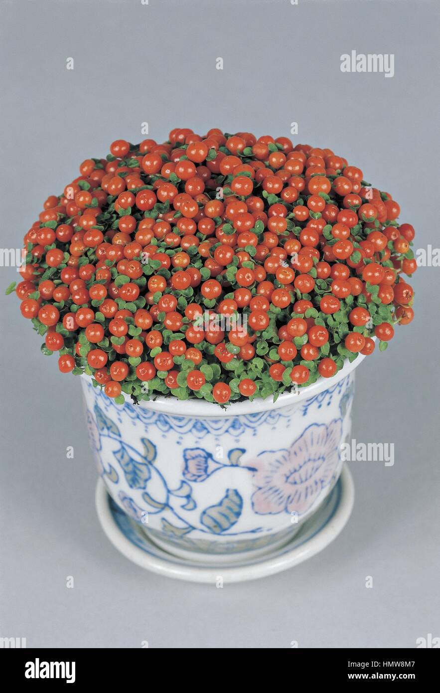 Houseplants - Rubiaceae. Makole (Nertera granadensis Stock Photo - Alamy