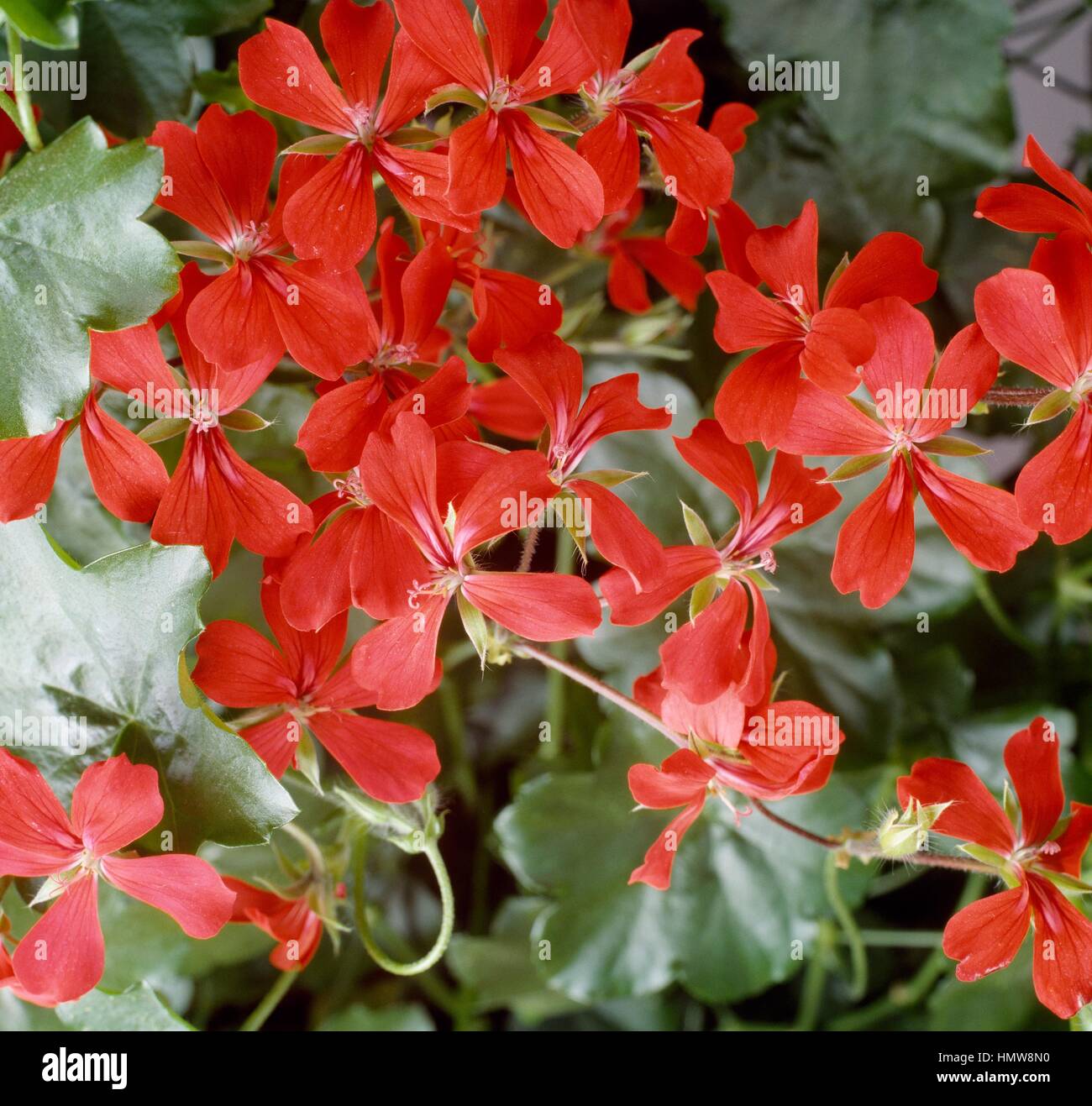 Ivy-leaf geranium, cascading geranium (Pelargonium edera or pelargonium ...