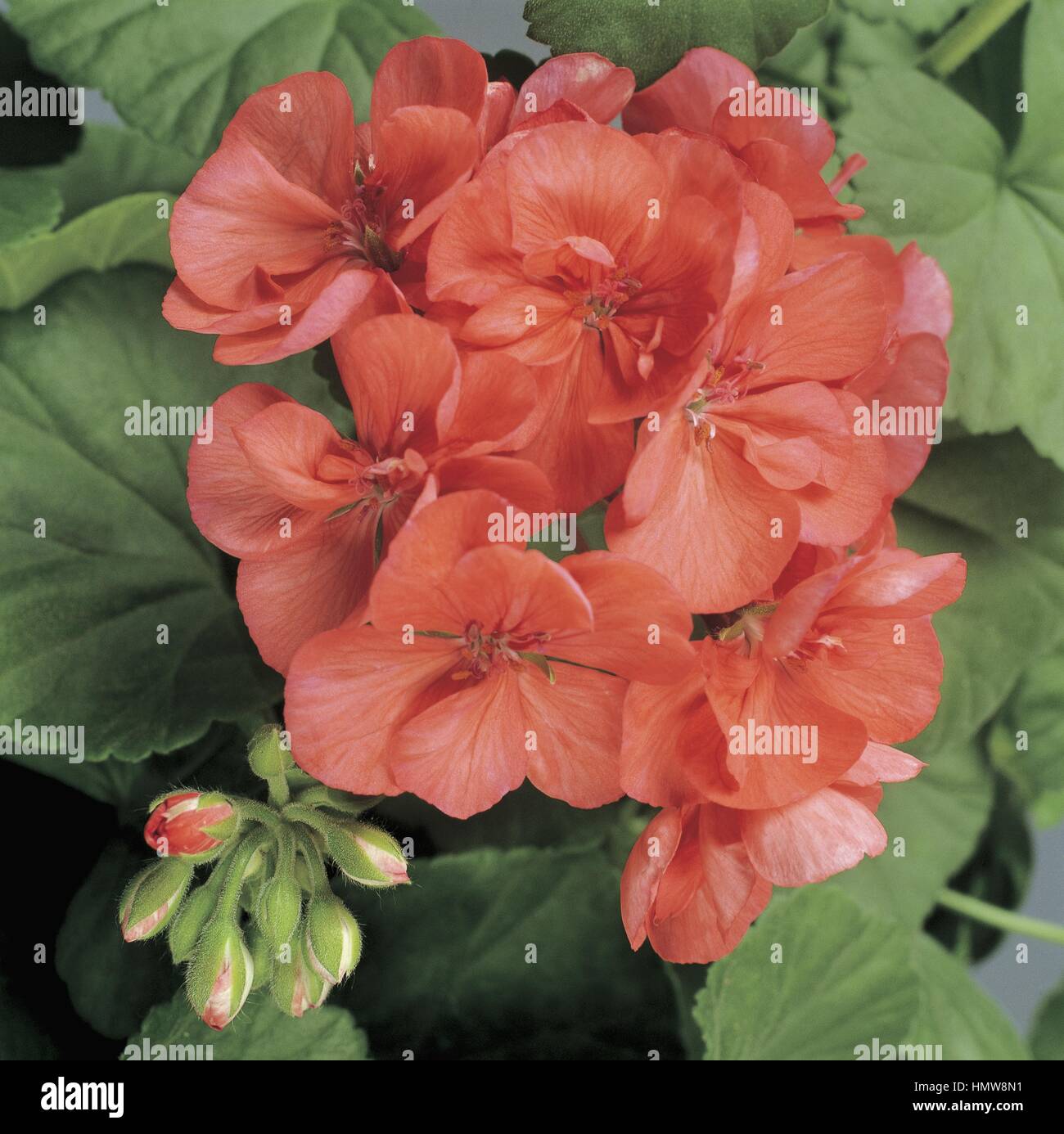 Botany - Geraniaceae. Horseshoe geranium (Pelargonium zonale Stock ...