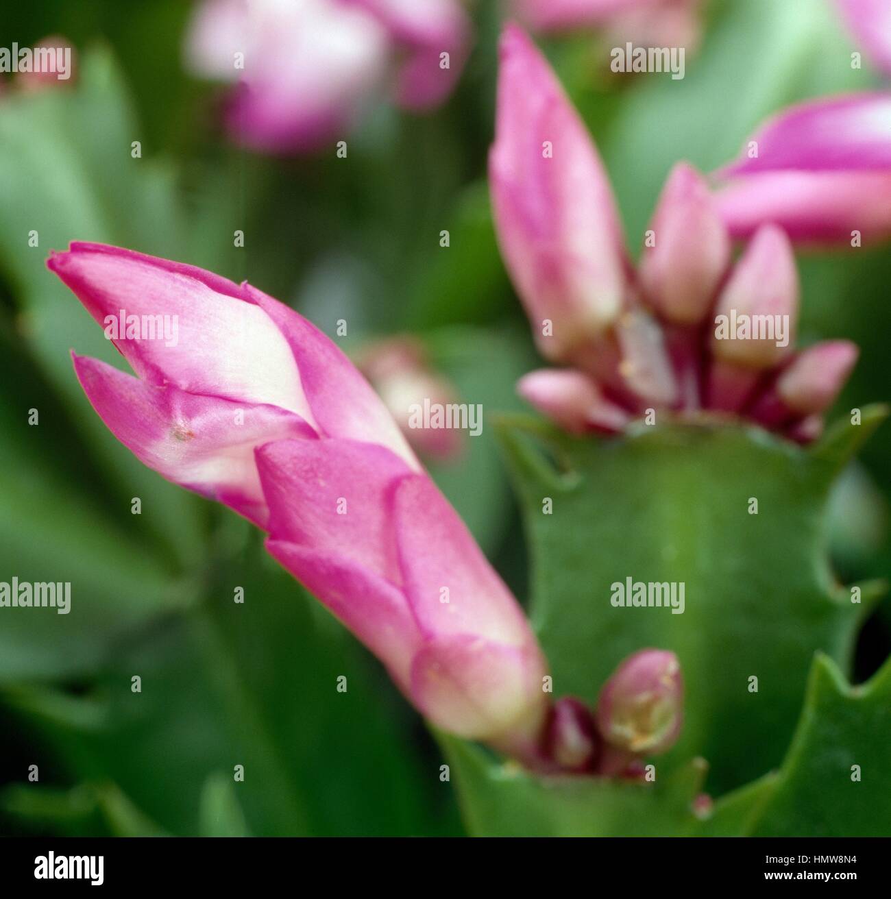 Schlumbergera bridgesii x wintermarchen hi-res stock photography and ...