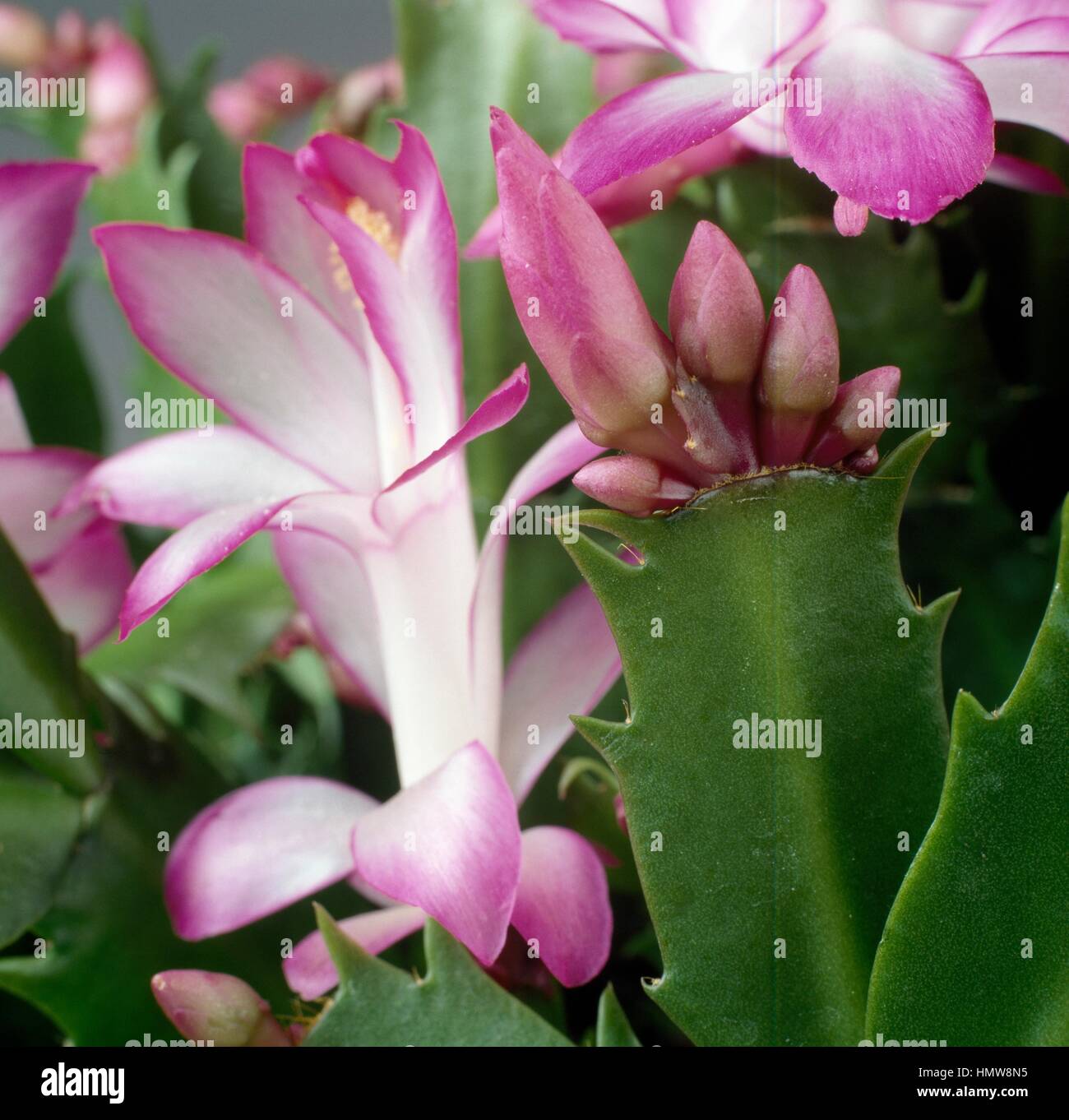 Schlumbergera bridgesii x Wintermarchen flowers, Cactaceae. Detail ...