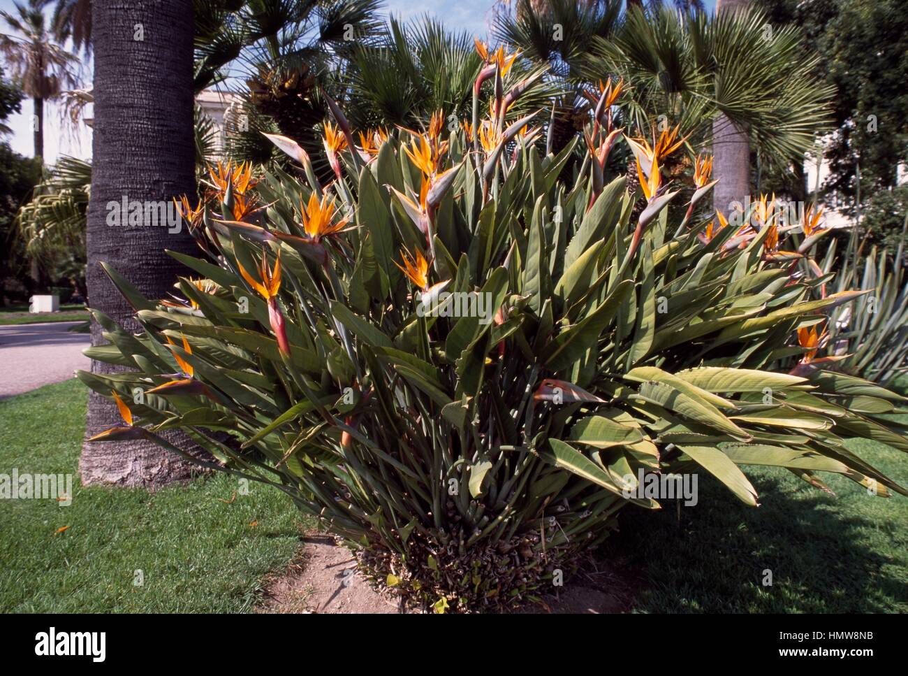 Crane Flower or Bird of Paradise (Strelitzia reginae), Strelitziaceae ...