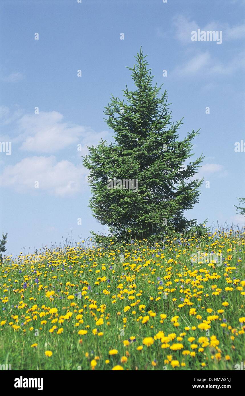 Botany - Trees - Pinaceae - Norway Spruce (Picea abies Stock Photo - Alamy