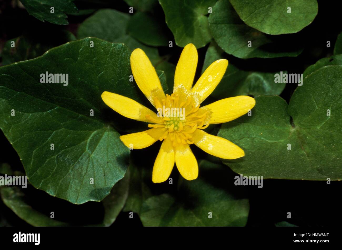 Fig buttercup hi-res stock photography and images - Alamy