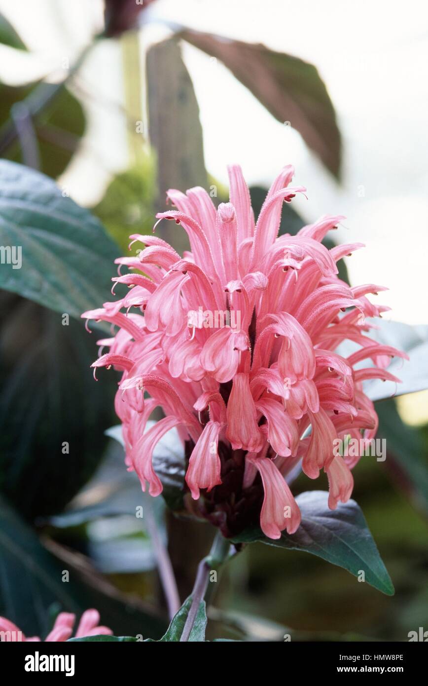 Brazilian-plume (Jacobinia carnea or Justicia carnea), Acanthaceae ...