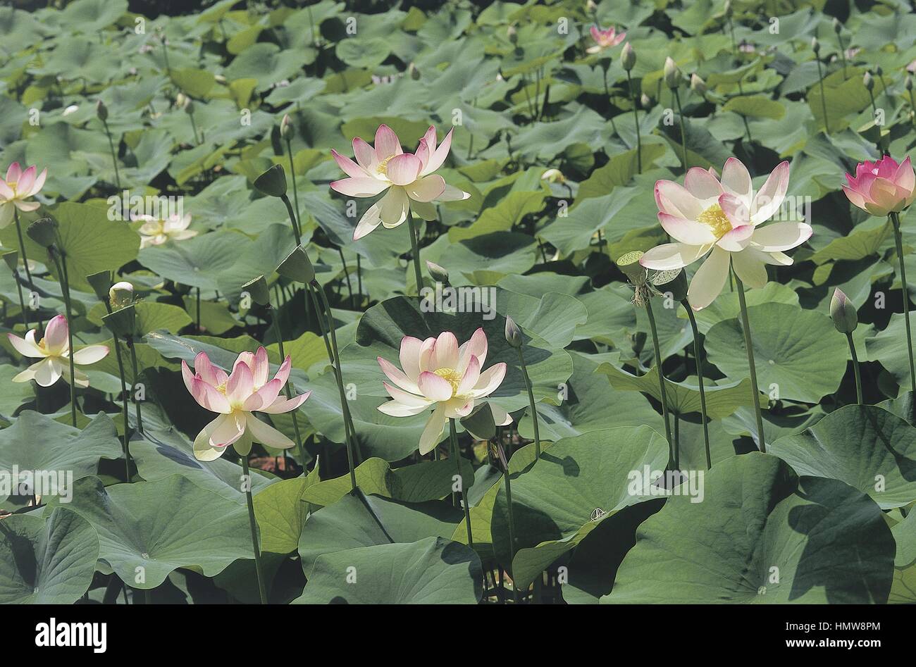 Botany - Nelumbonaceae. Sacred lotus (Nelumbo nucifera Stock Photo - Alamy