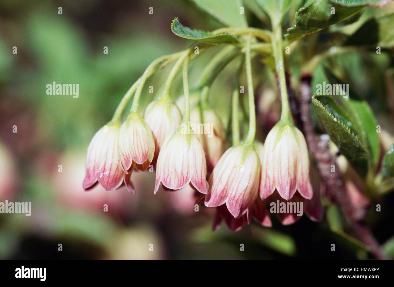 Red-veined enkianthus (Enkianthus campanulatus), Ericaceae Stock Photo ...