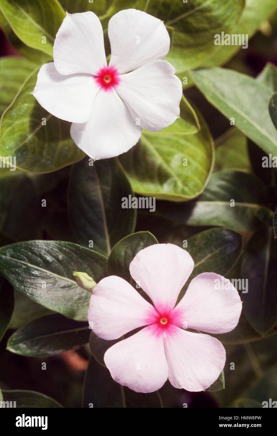 Madagascar rosy periwinkle (Vinca rosea or Catharanthus roseus ...