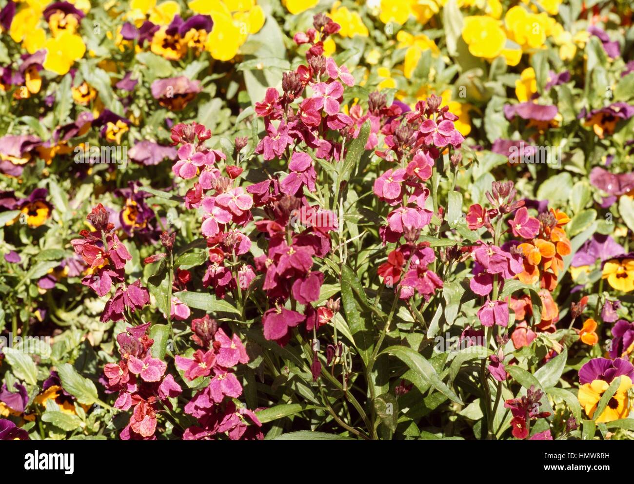 Wallflower (Cheiranthus cheiri), Brassicaceae Stock Photo - Alamy