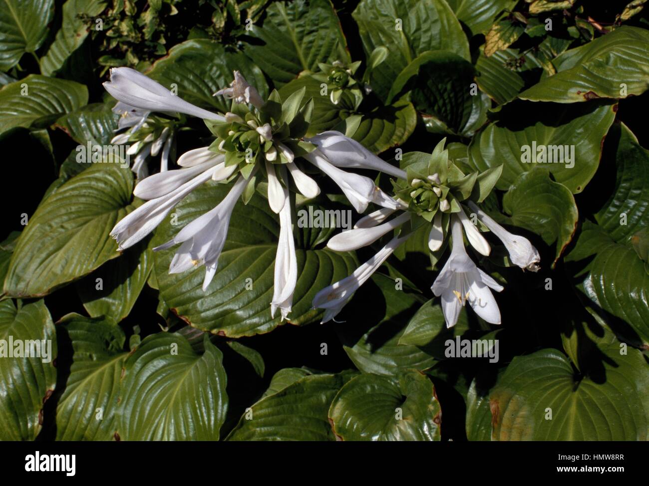 August lily in bloom (Hosta plantaginea), Liliaceae Stock Photo - Alamy