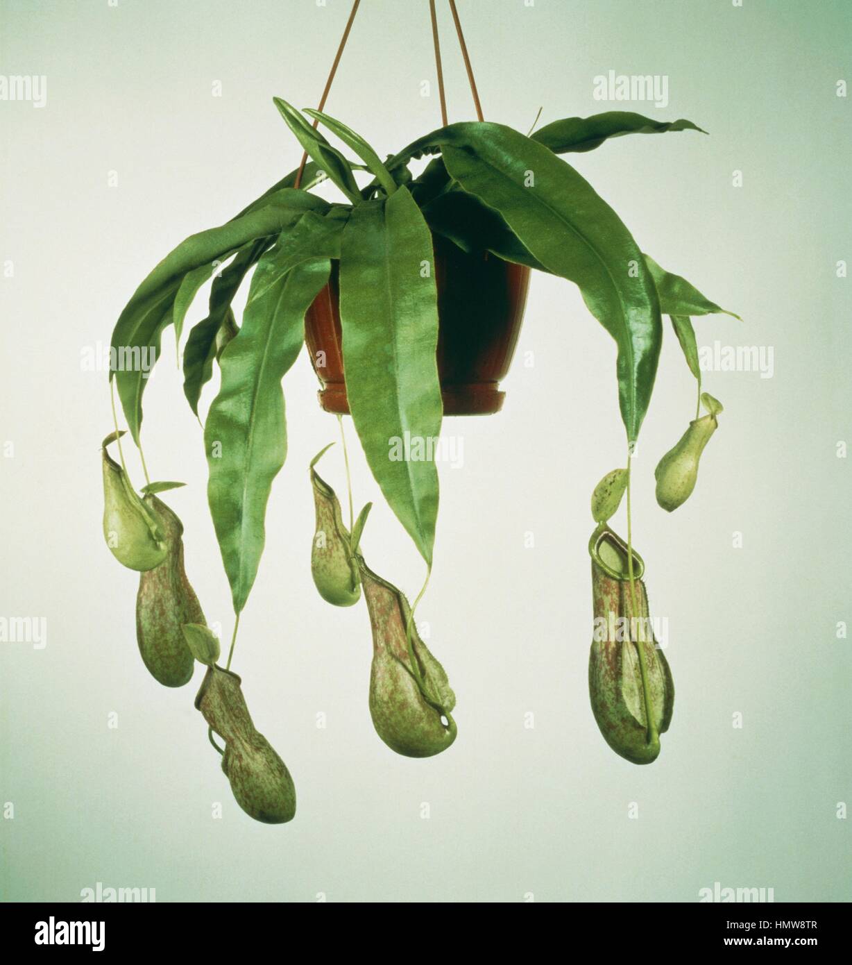 Tropical pitcher plant or Monkey cup (Nepenthes sp), Nepenthaceae Stock ...