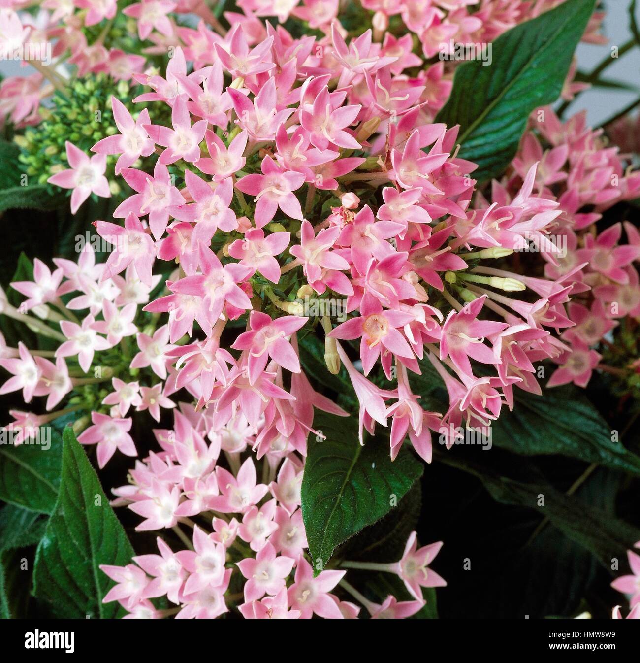 Egyptian Starcluster (Pentas lanceolata), Rubiaceae Stock Photo - Alamy