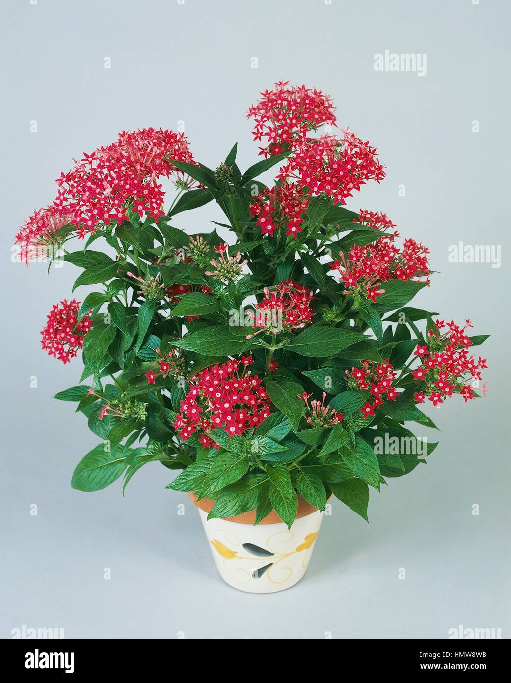 Egyptian starcluster (Pentas lanceolata Bouvardia), Rubiaceae Stock ...