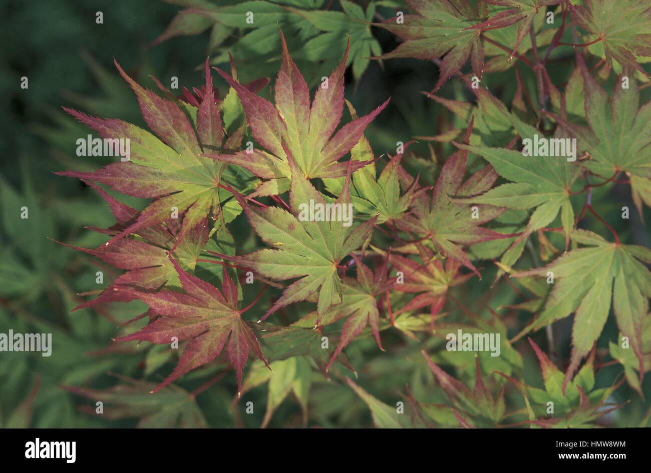 Botany - Trees - Sapindaceae - Japanese Maple (Acer palmatum) "Autumn ...