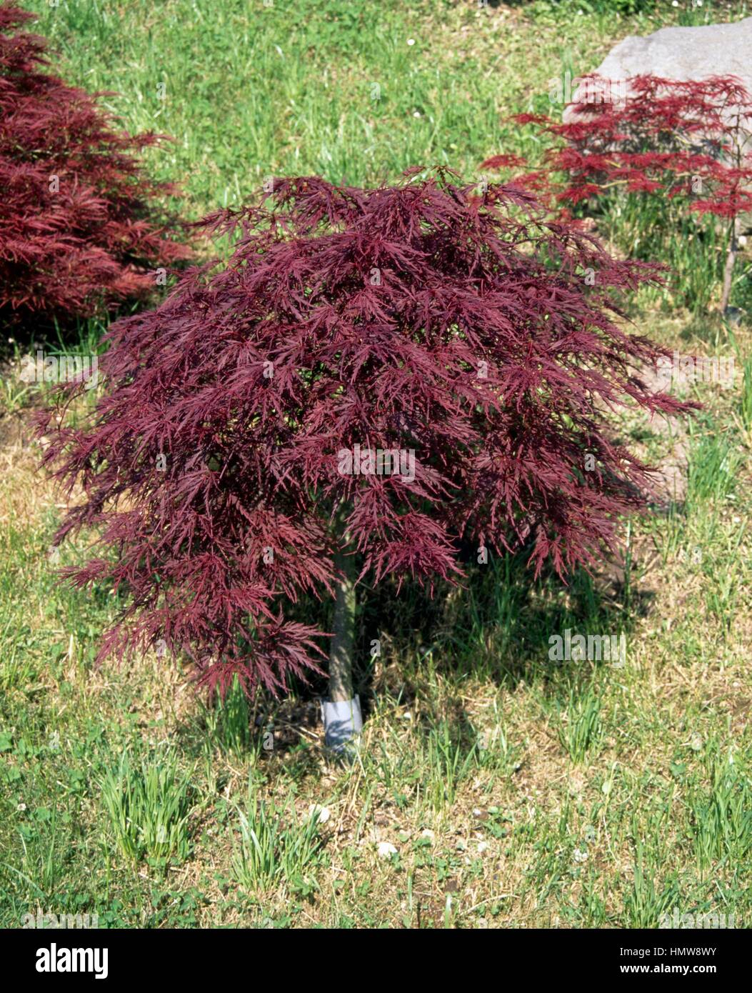 Full moon maple (Acer japonicum), Aceraceae-Sapindaceae Stock Photo - Alamy