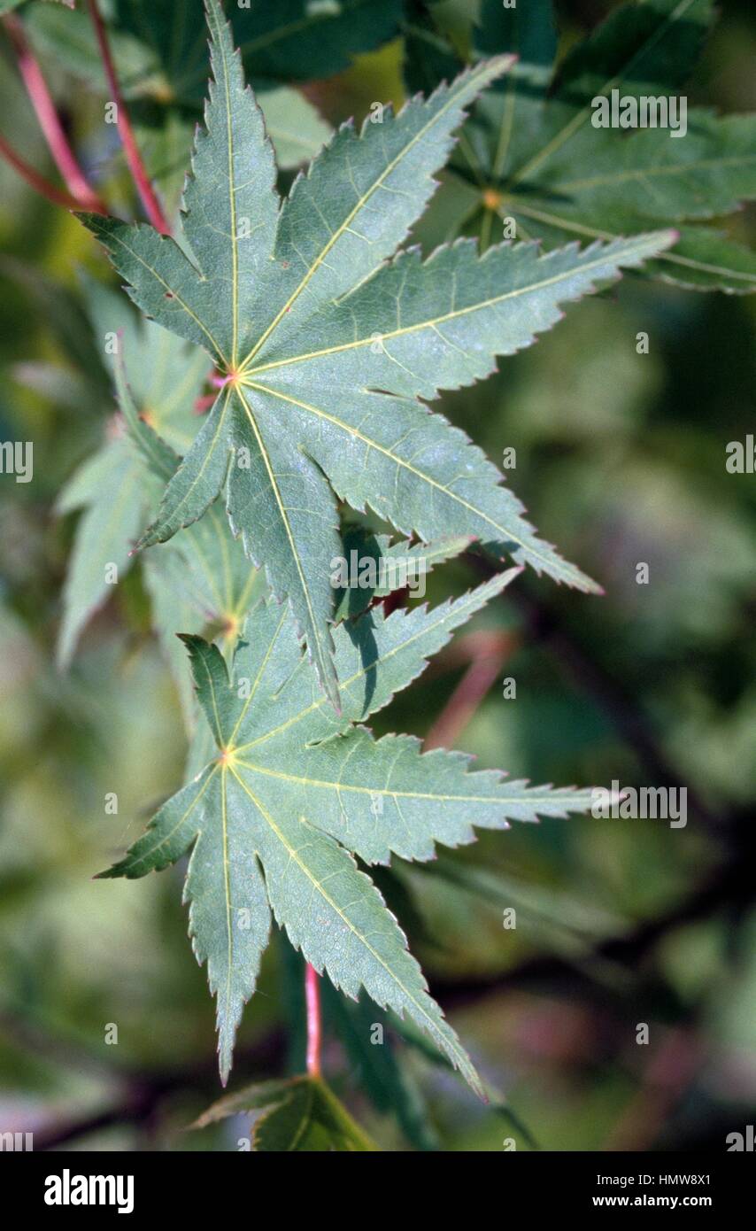 Japanese Maple leaves (Acer palmatum Verde), Aceraceae-Sapindaceae ...