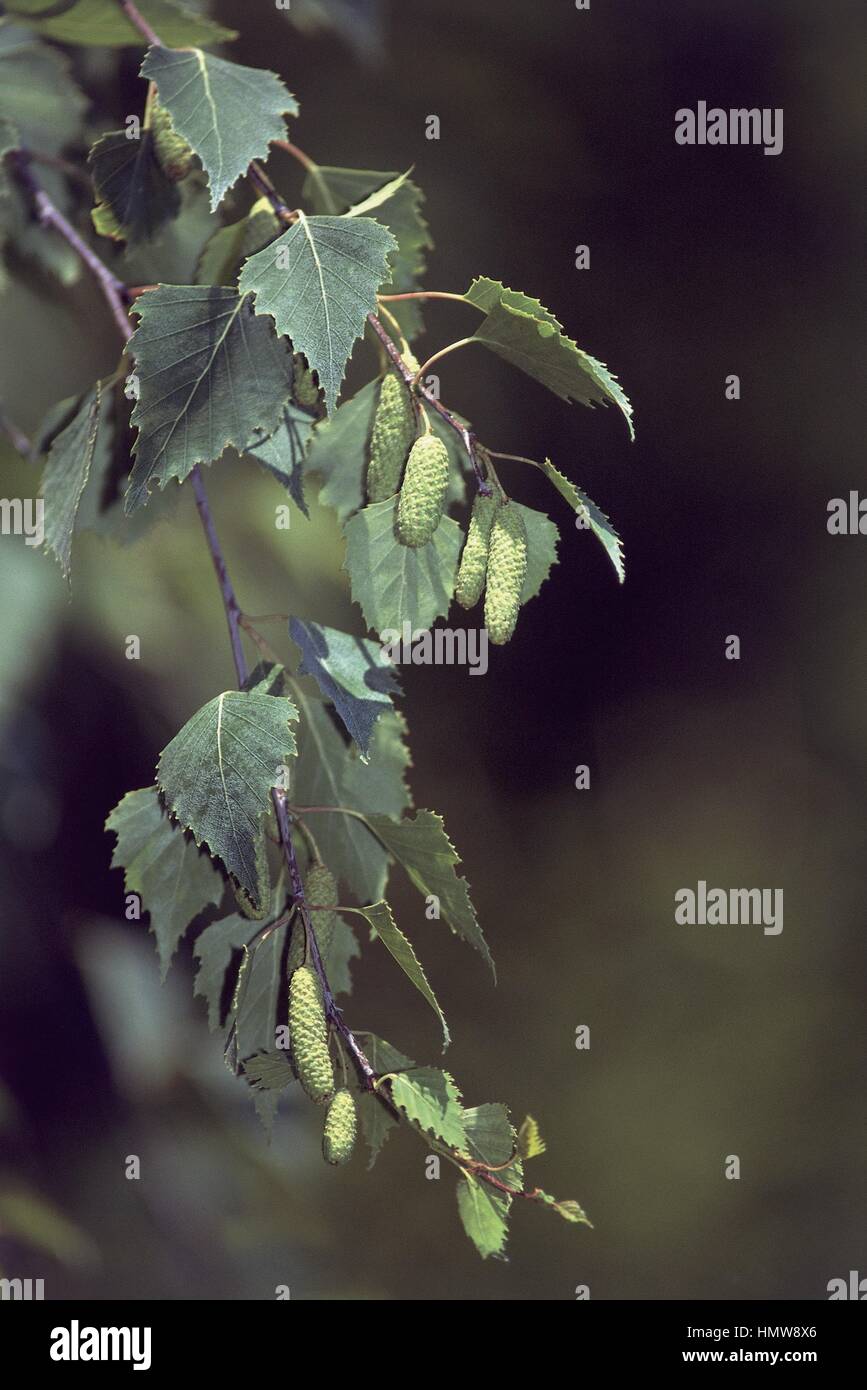 Botany - Betulaceae. Downy birch (Betula alba). Leaves Stock Photo - Alamy
