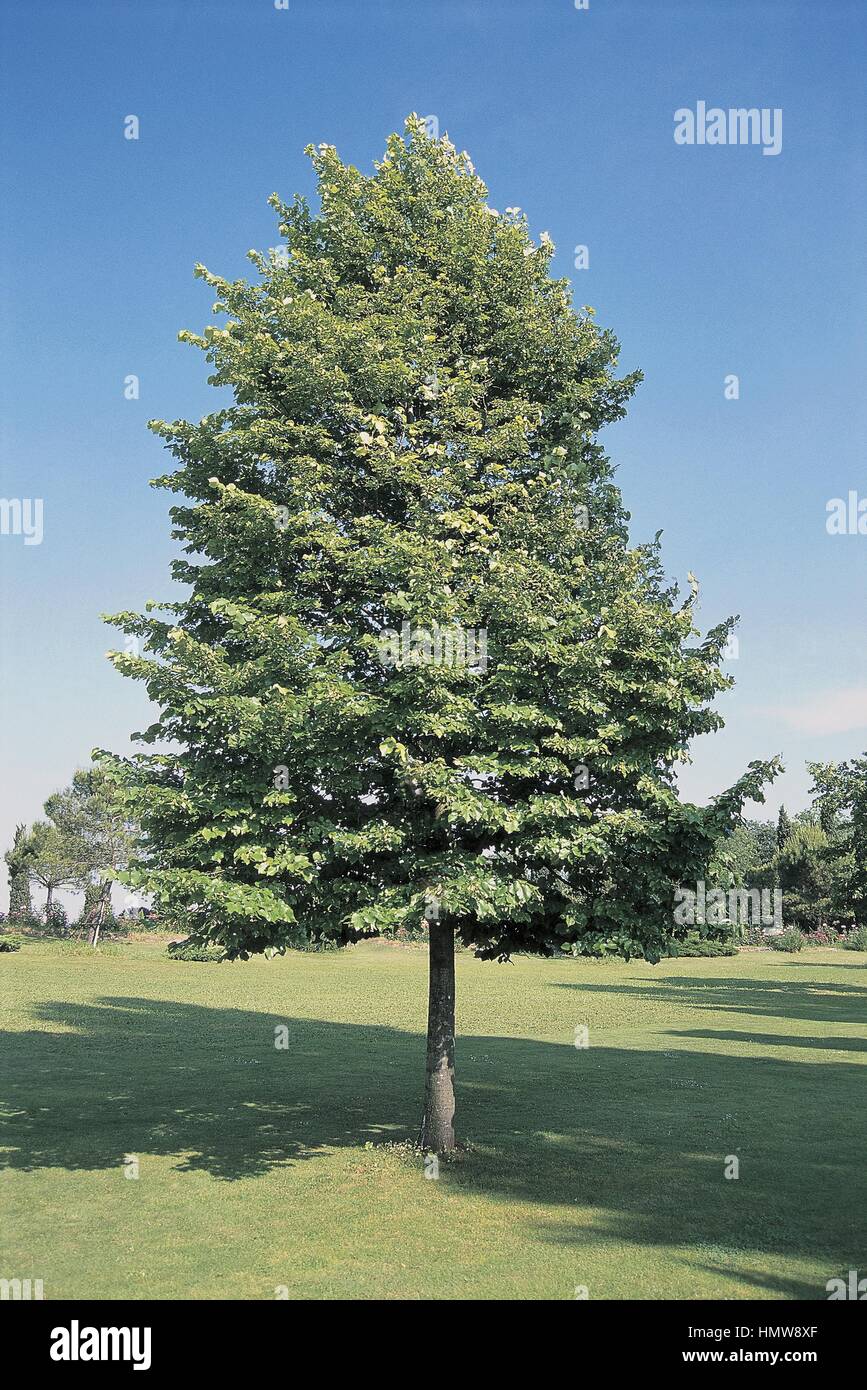Botany trees tiliaceae silver hi-res stock photography and images - Alamy