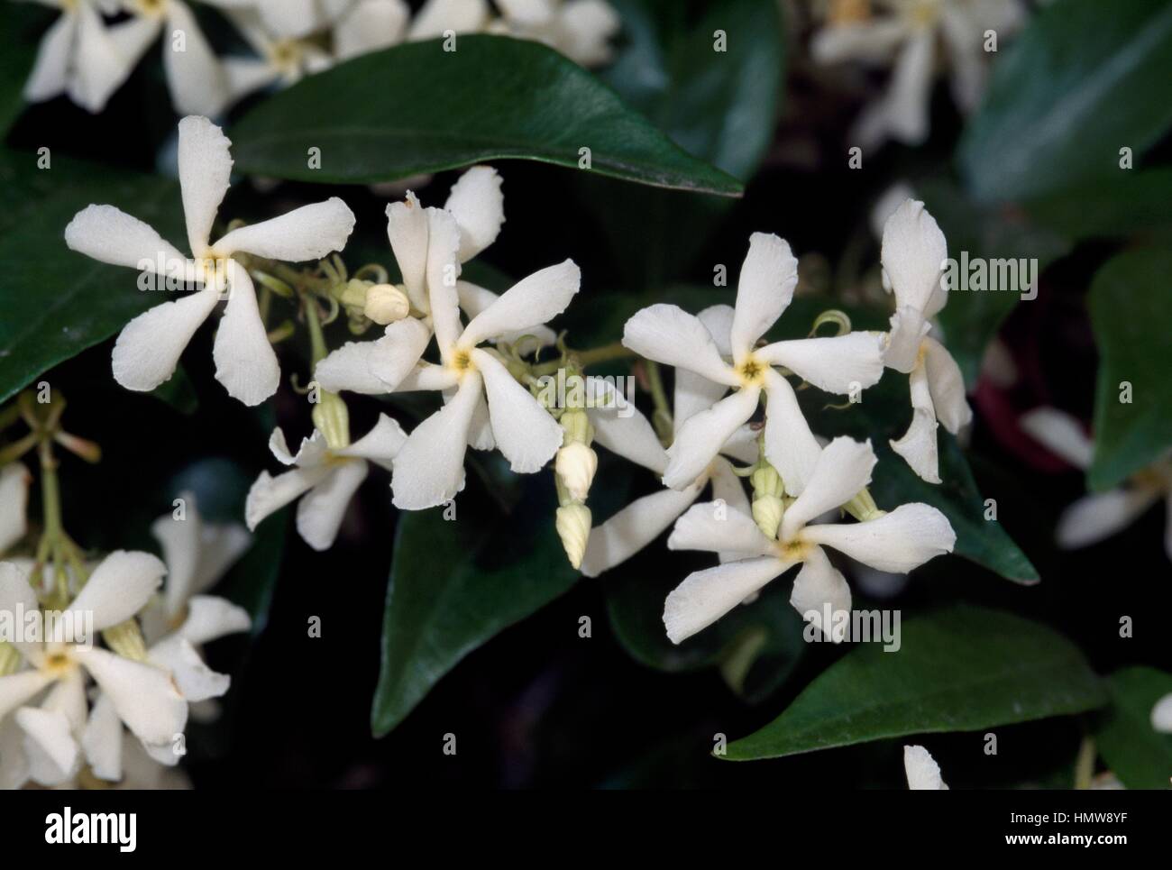 Many-flowered jasmine or Pink jasmine (Jasminum polyanthum), Oleaceae ...