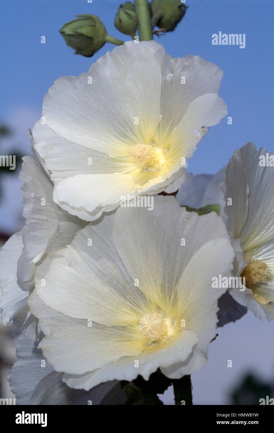 Marshmallow or Common Marshmallow (Althaea officinalis), Malvaceae ...
