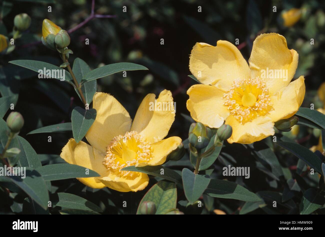 Rose-of-sharon (Hypericum calycinum), Hypericaceae Stock Photo - Alamy