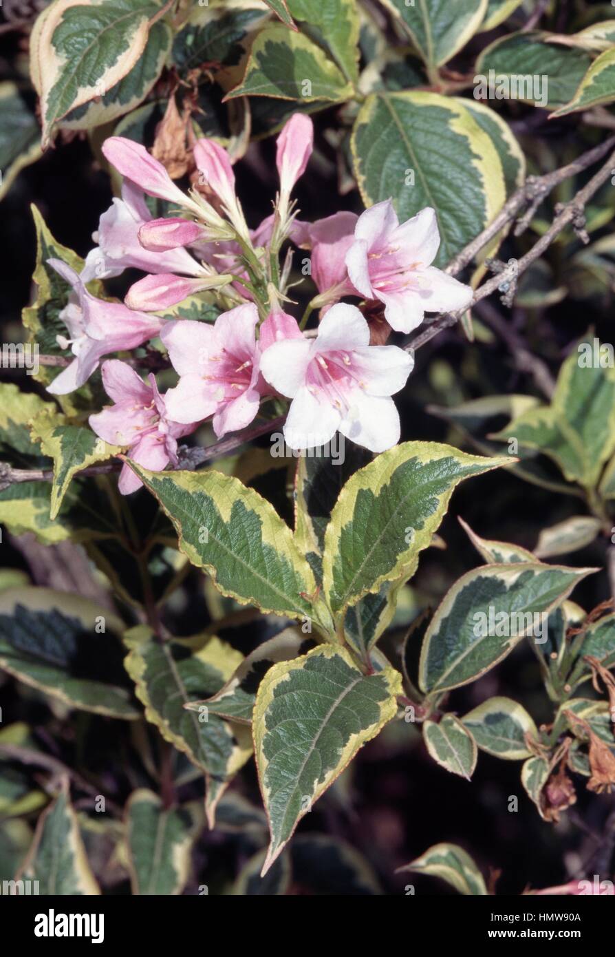 Weigela argentea, Caprifoliaceae Stock Photo - Alamy