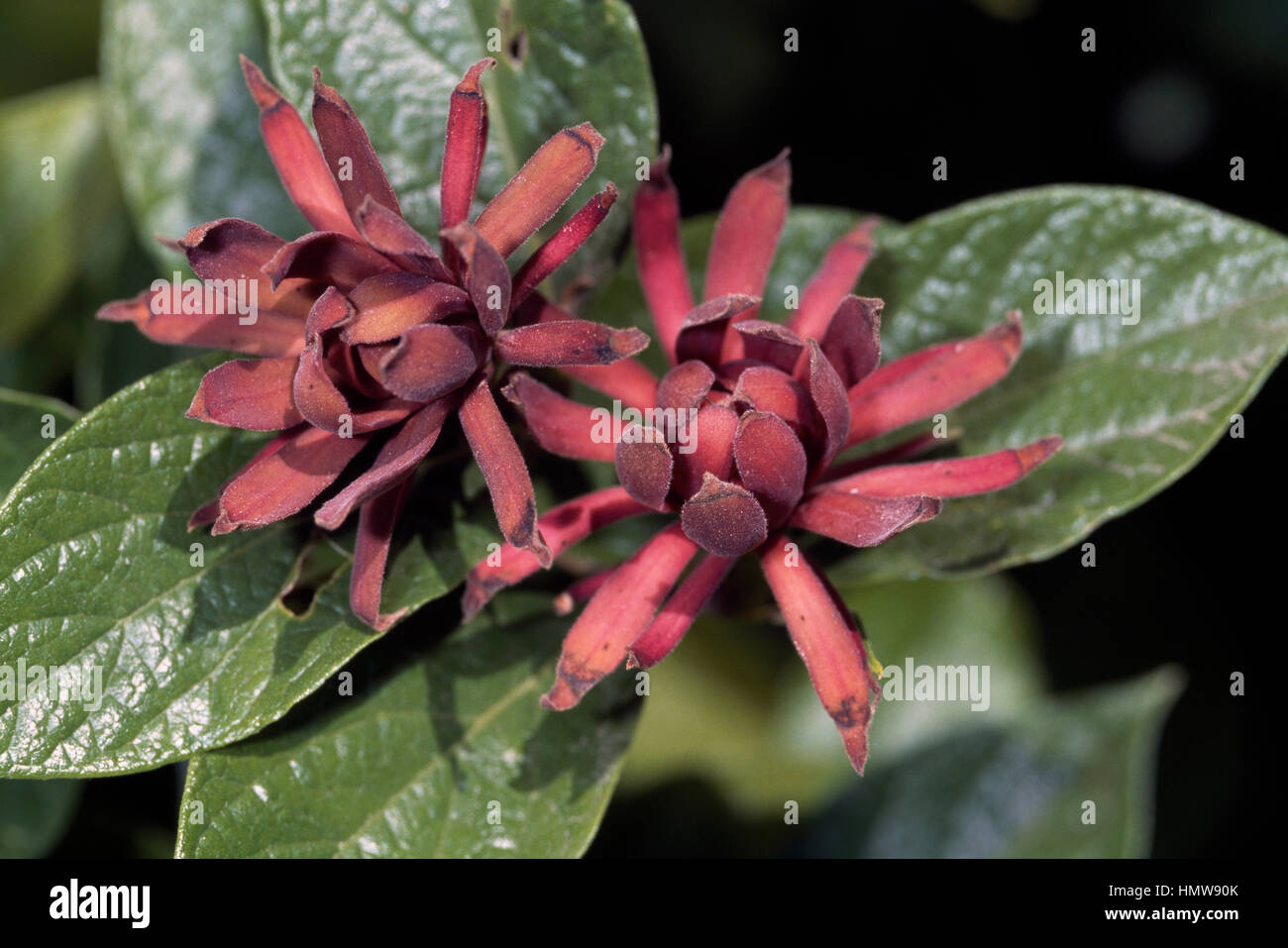 Calycanthus floridus hi-res stock photography and images - Alamy