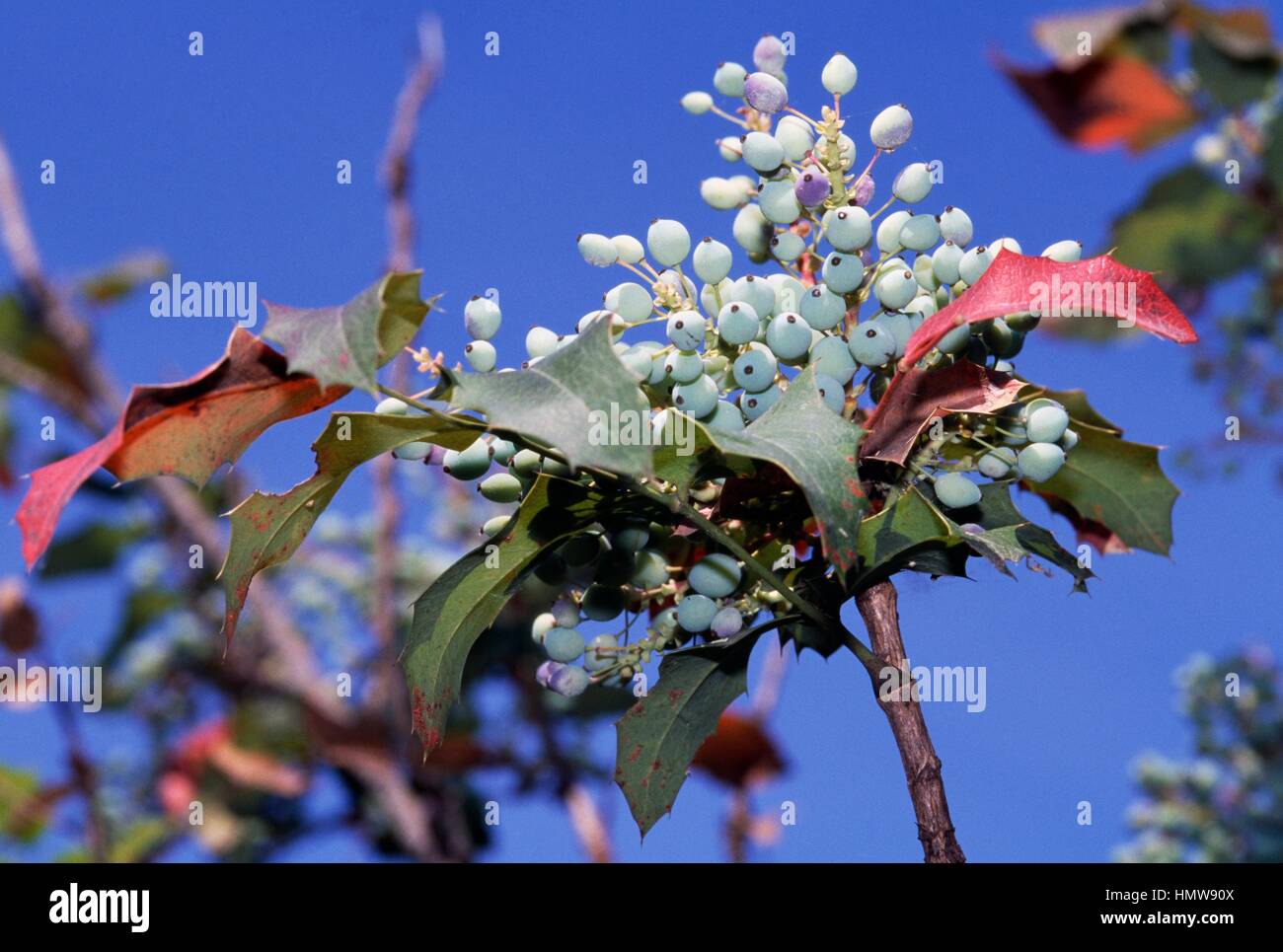 Oregon grape berries (Mahonia aquifolium), Berberidaceae Stock Photo ...