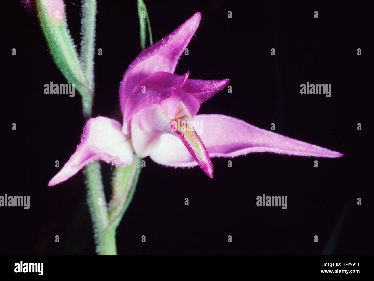 Red Helleborine (Cephalanthera rubra), Orchidaceae Stock Photo - Alamy