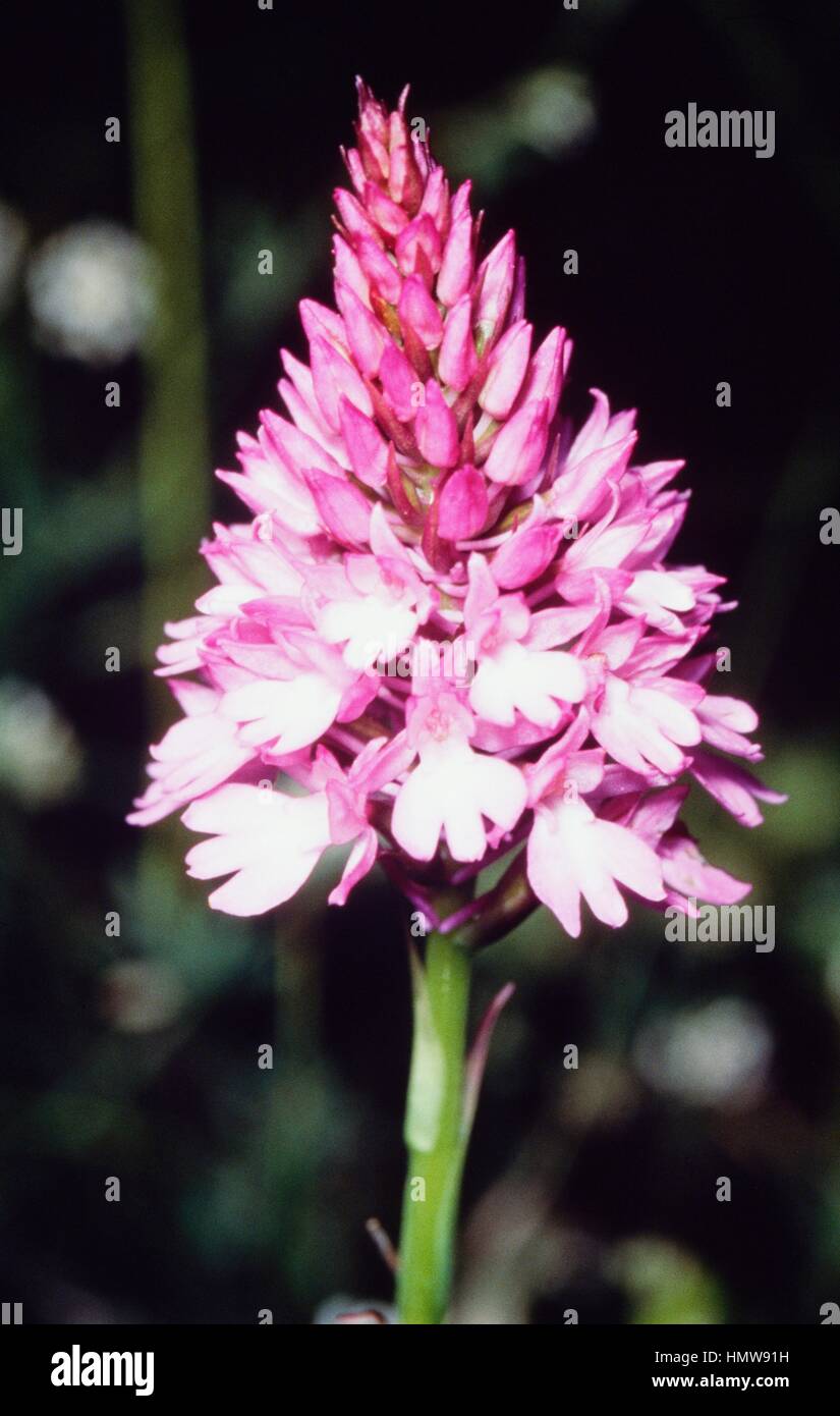 Pyramid Orchid (Anacamptis pyramidalis), Orchidaceae Stock Photo - Alamy