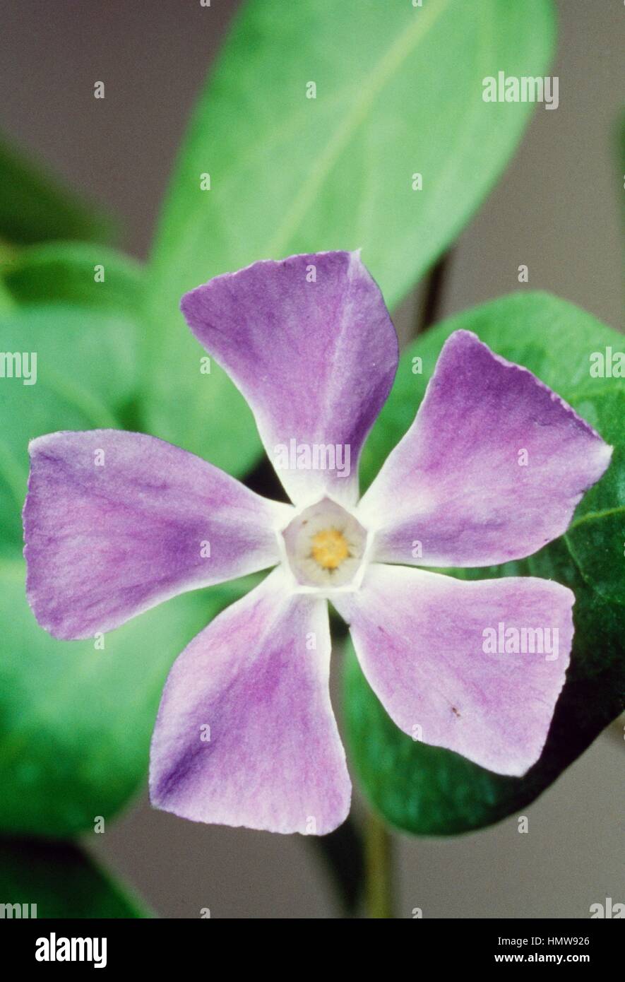 Bigleaf periwinkle, large periwinkle (Vinca major), Apocynaceae Stock ...