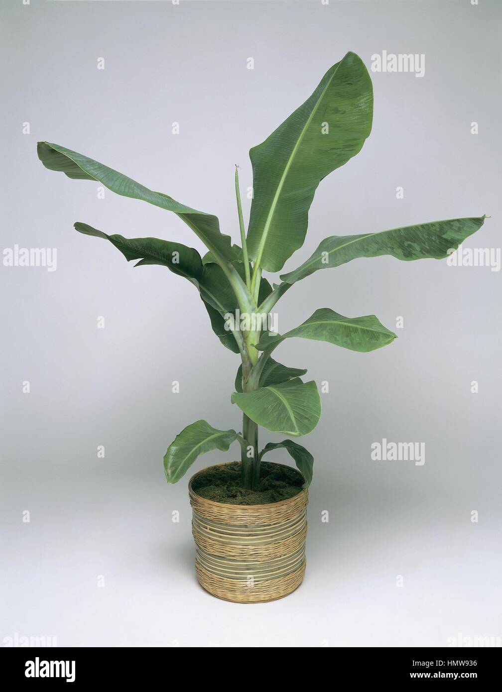 Houseplants - Musaceae. Japanese fiber banana (Musa basjoo Stock Photo ...
