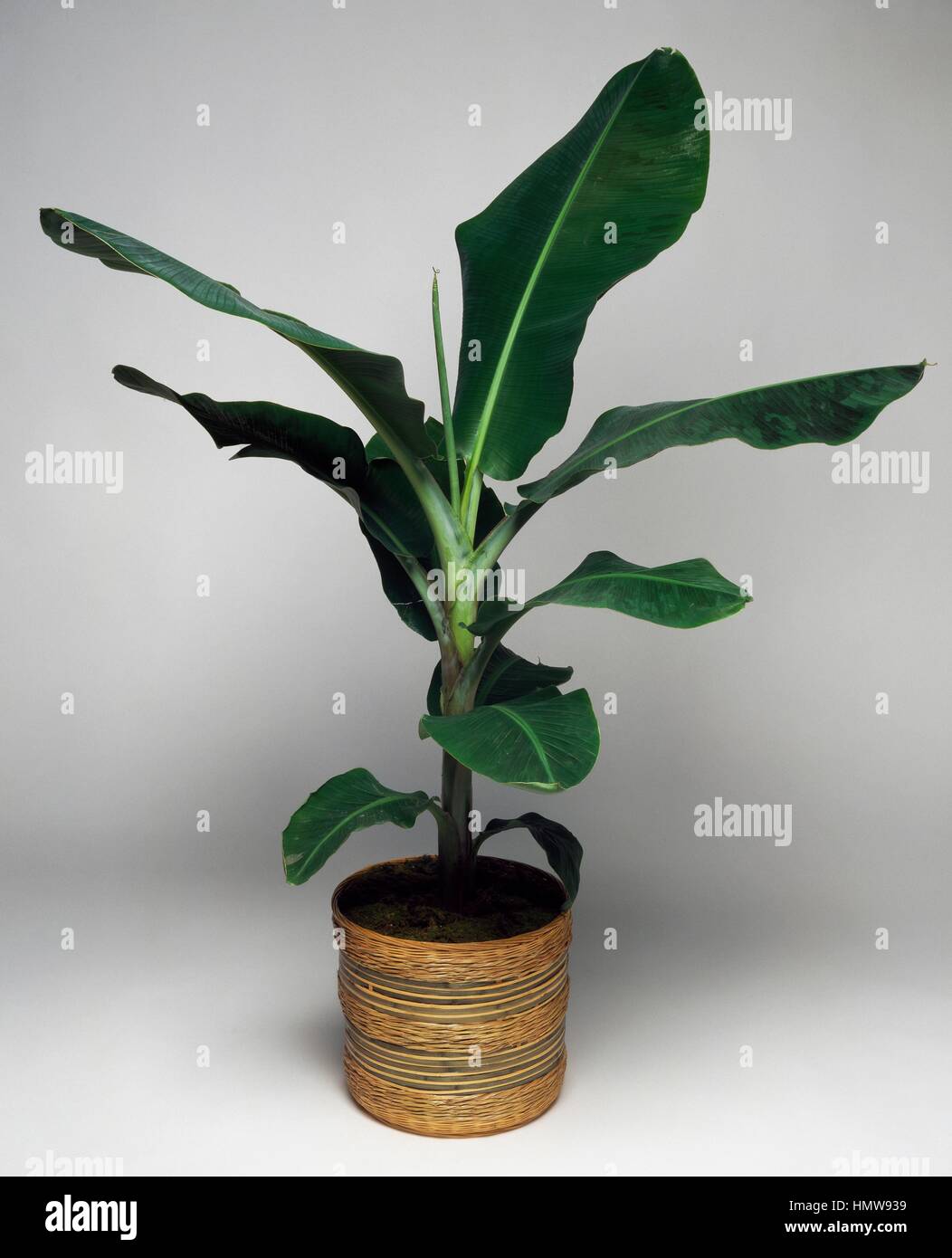 Japanese banana (Musa basjoo), Musaceae Stock Photo - Alamy