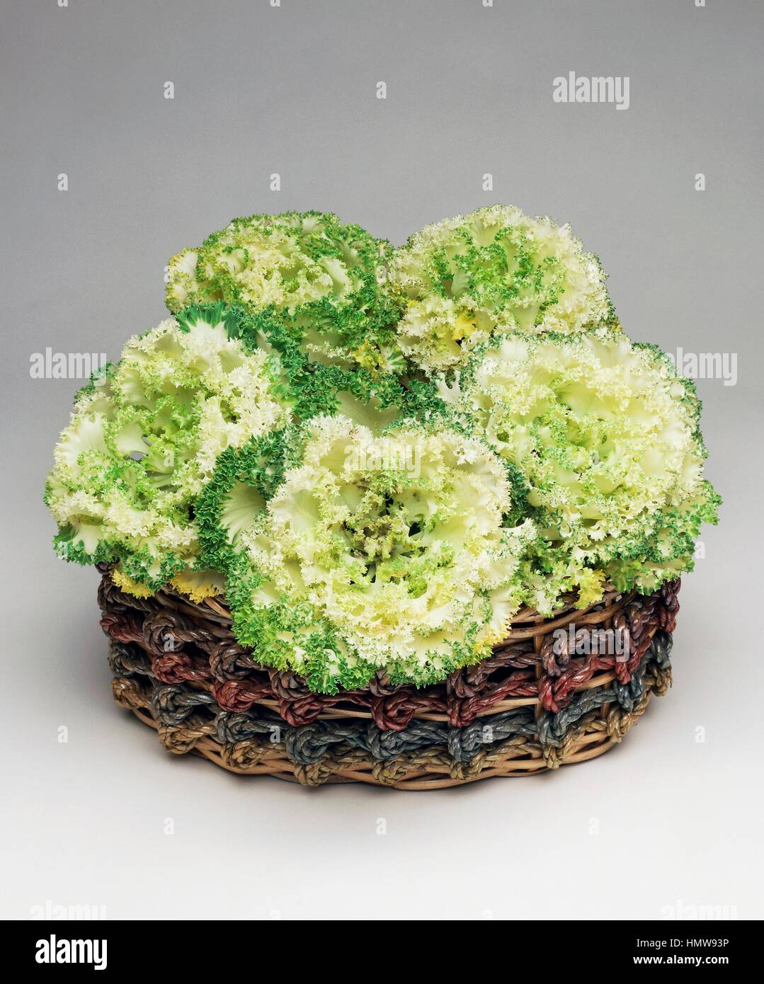 Ornamental cabbage (Brassica sp), Brassicaceae Stock Photo - Alamy