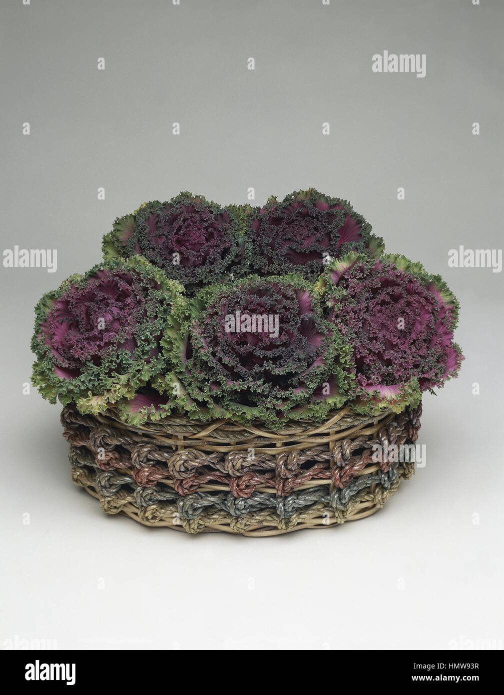 Houseplants - Brassicaceae. Mustard (Brassica Stock Photo - Alamy