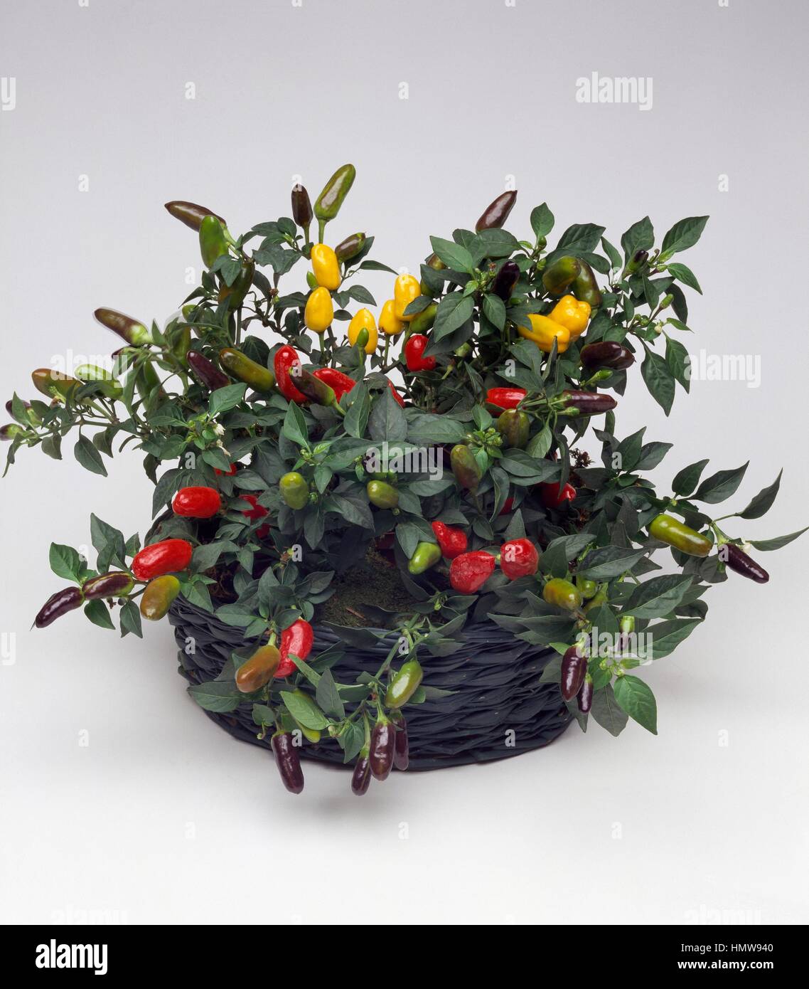 Sweet and chili peppers (Capsicum annuum), Solanaceae Stock Photo - Alamy