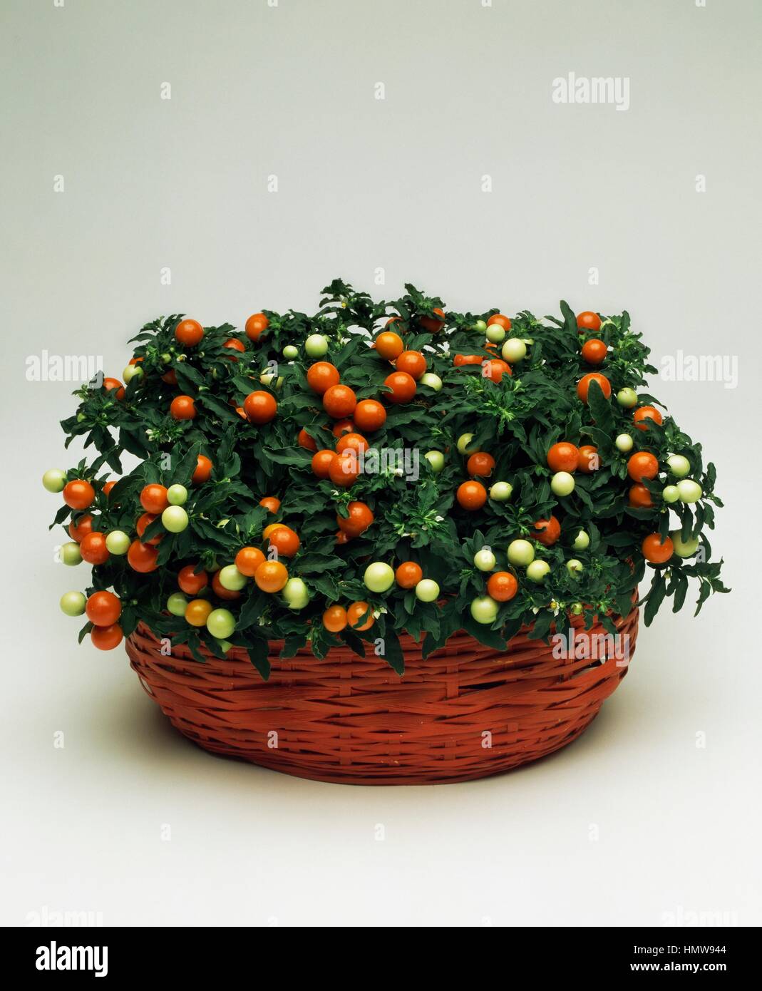 Cockroach-berry (Solanum capsicastrum o Solanum pseudocapsicum ...