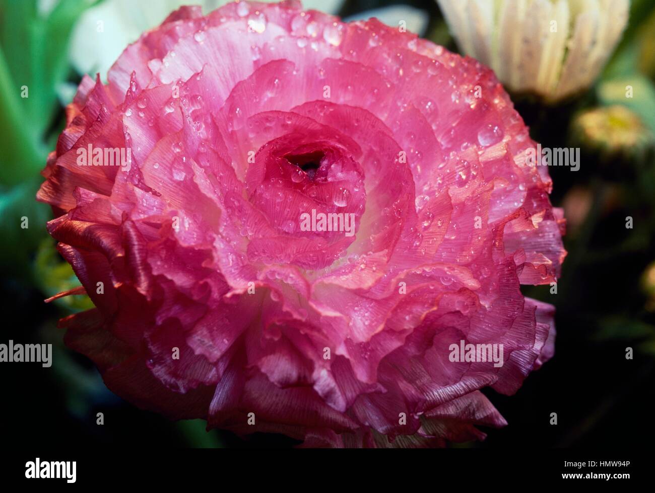 Buttercup (Ranunculus sp), Ranunculaceae Stock Photo - Alamy