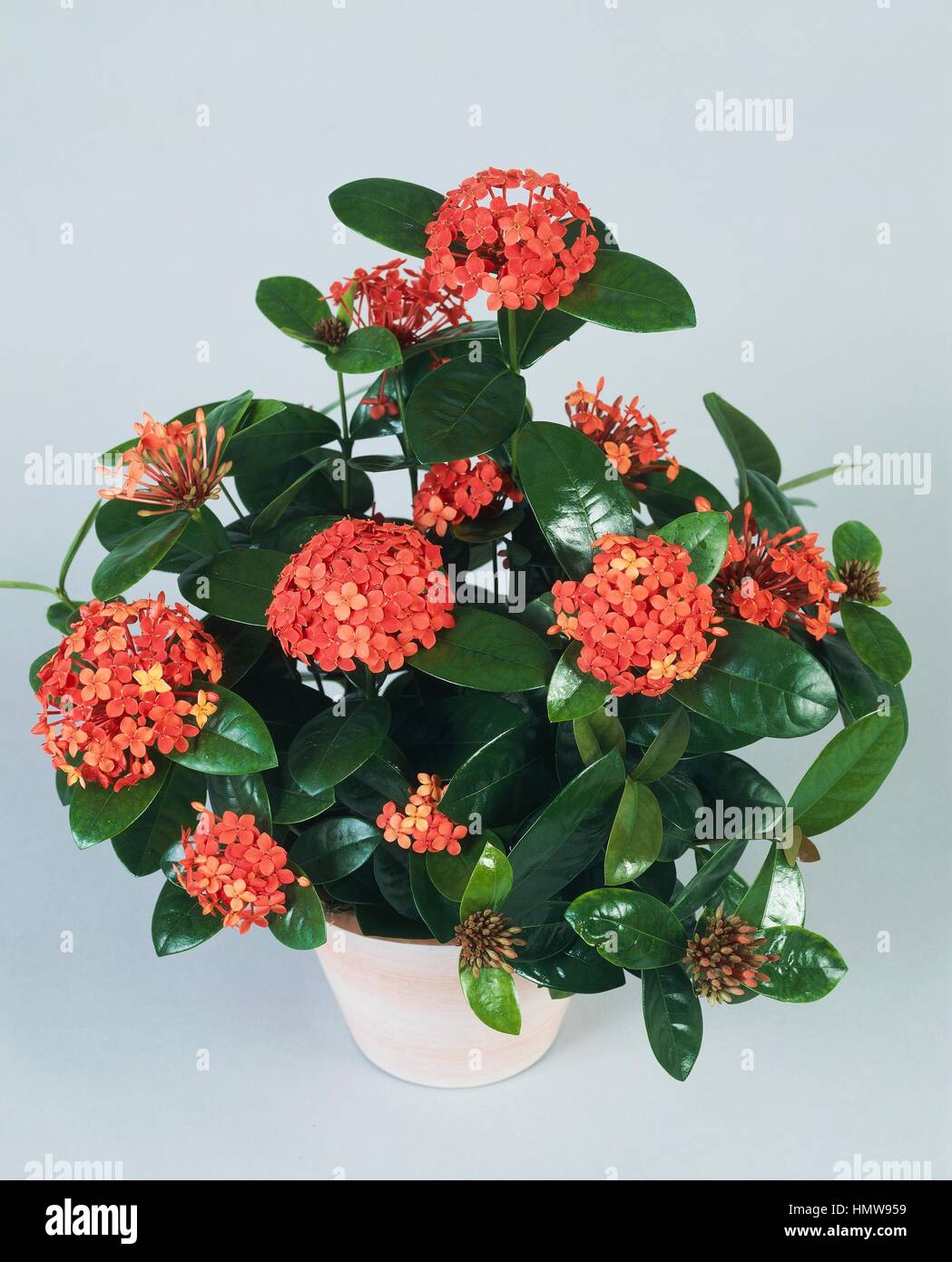 Blue ixora hi-res stock photography and images - Alamy