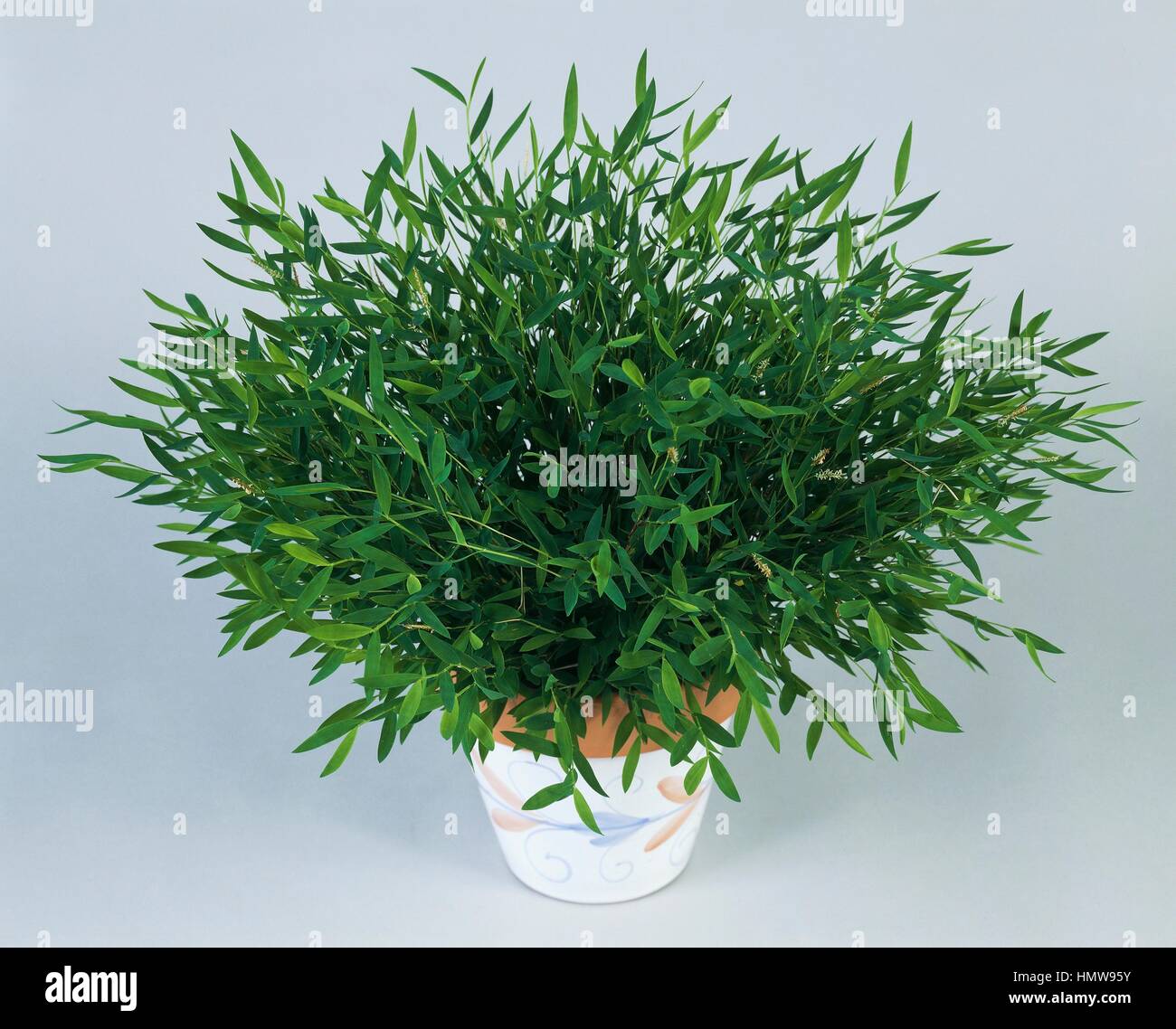 Dwarf Running Bamboo