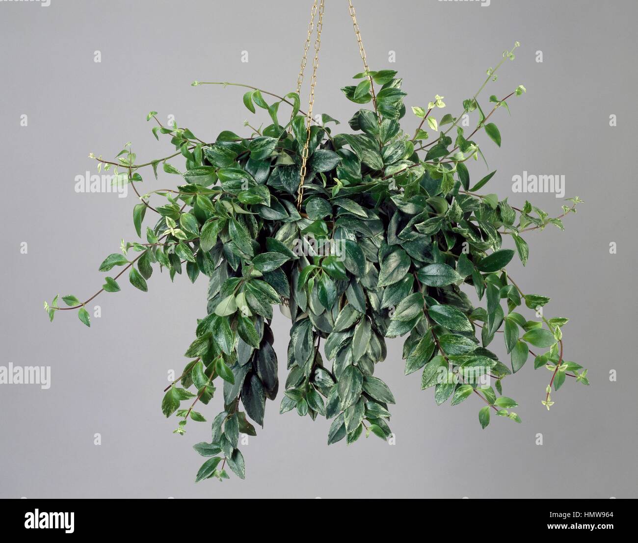 Columnea (Columnea kewensis Variegata), Gesneriaceae Stock Photo - Alamy